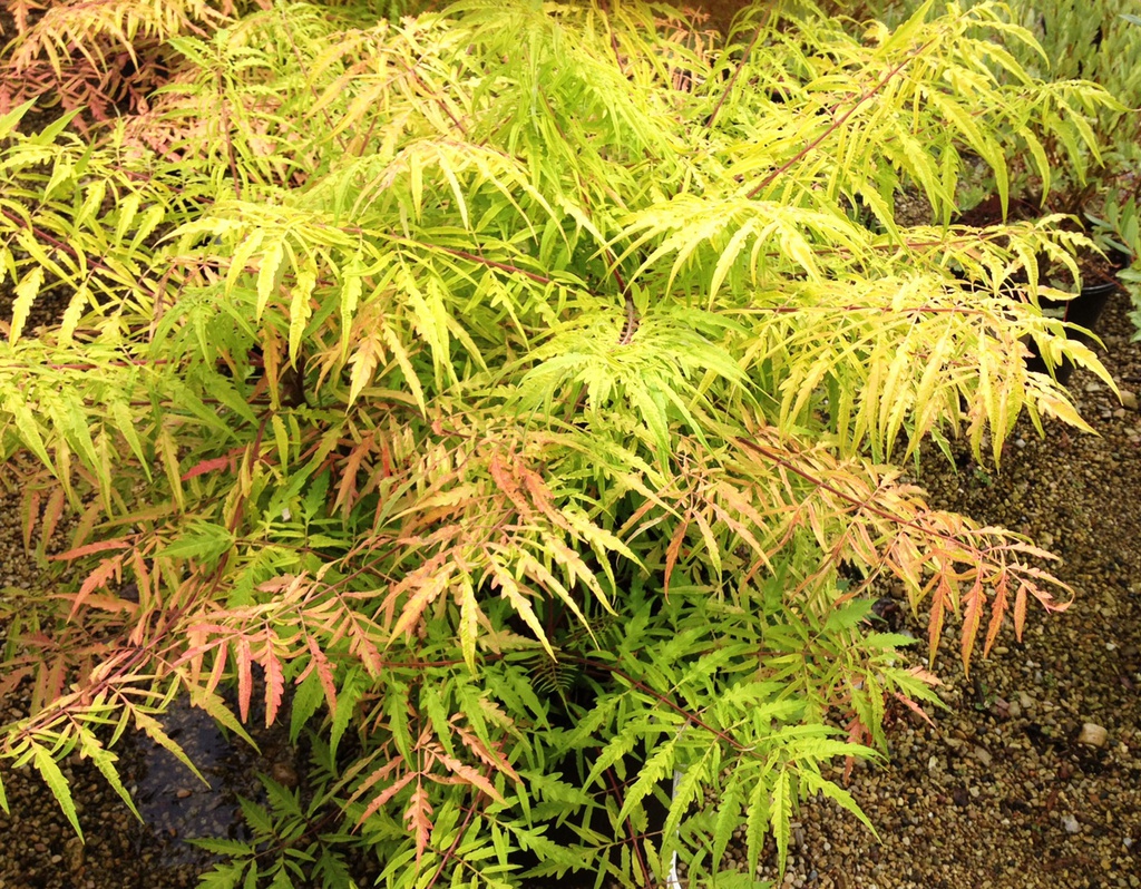 Tiger Eyes® Staghorn Sumac - Container | Breezy Hill Nursery - Main